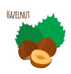 Hazelnut cartoon forest natural nut organic ripe Vector Image