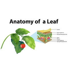 Diagram showing leaf anatomy in three sketches Vector Image