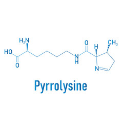Pyrrolysine amino acid molecule skeletal formula Vector Image