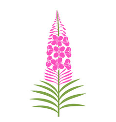 Fireweed Vector Images (over 130)