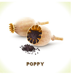 Poppy pod Royalty Free Vector Image - VectorStock