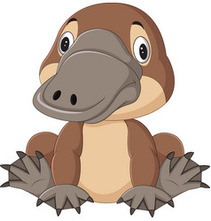 Cartoon platypus isolated on white background Vector Image