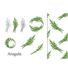 Fresh arugula set isolated on white Royalty Free Vector