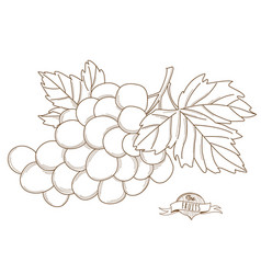 Hand drawn bunch grapes outline doodle Royalty Free Vector