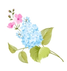 Purple lilac flowers syringa Royalty Free Vector Image