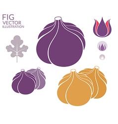 Fig Set Royalty Free Vector Image - VectorStock