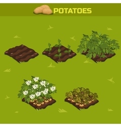 Infographic or infochart of potato growth stages Vector Image
