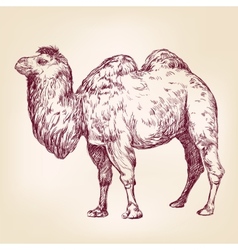 Camel Vector Images (over 11,000)