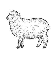 Merino Vector Images (over 280)