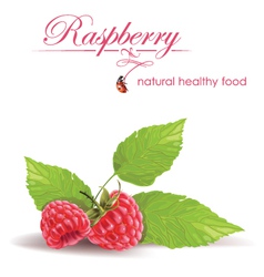 Two beautiful raspberries on a white background Vector Image