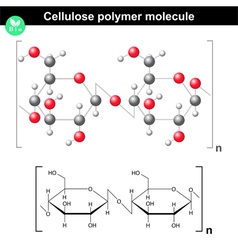 Cellulose polymer - structure of molecule Vector Image
