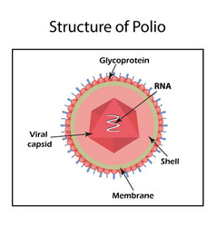 Polio Vector Images (over 270)
