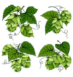 Hops graphic set Royalty Free Vector Image - VectorStock