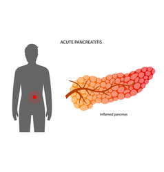 Pancreas isolated icon internal organ digestive Vector Image