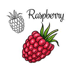 Raspberry and letter r coloring page Royalty Free Vector