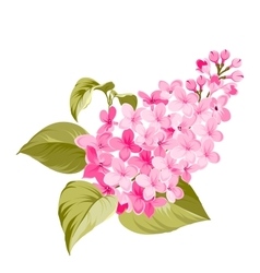 Syringa flowers lilac 3d realistic icon Royalty Free Vector