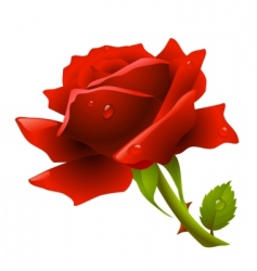 Red rose Royalty Free Vector Image - VectorStock