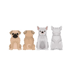 Set of dogs of different breeds front and back Vector Image