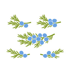Juniper Berries Vector Images (over 830)