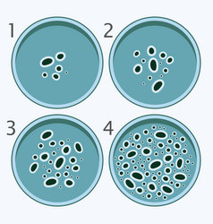 Growth bacteria colonies in petri dish Royalty Free Vector