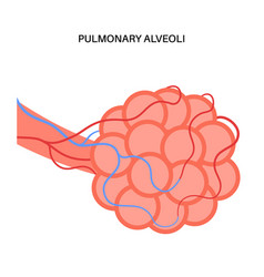 Human respiratory system Royalty Free Vector Image