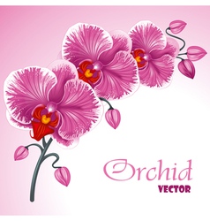 Banner with Purple Orchids Royalty Free Vector Image