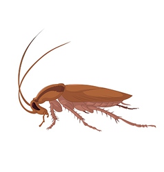 Cartoon cockroach flying Royalty Free Vector Image