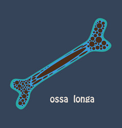Flat anatomy of the long bone periosteum Vector Image