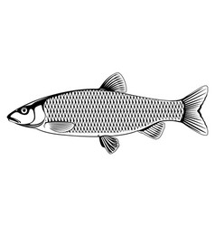 Fish european chub Royalty Free Vector Image - VectorStock