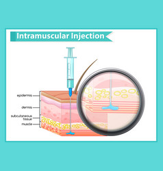 Scientific medical human skin layers Royalty Free Vector
