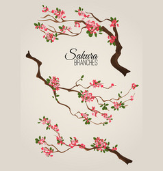 Set of sakura japan cherry branch EPS 10 Vector Image