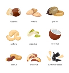Cartoon walnut nuts in shell and peeled pieces Vector Image