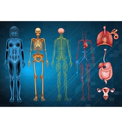 Human body systems Royalty Free Vector Image - VectorStock