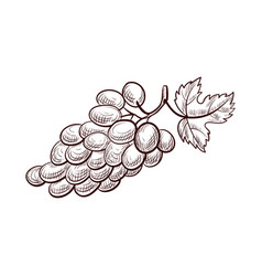 Hand drawn bunch grapes outline doodle Royalty Free Vector