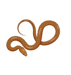 Slither brown python snake top view icon Vector Image
