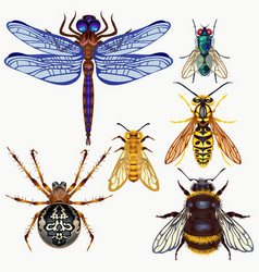 Set insects top view Royalty Free Vector Image