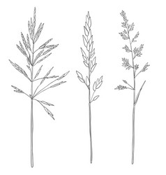 Drawing goose-grass Royalty Free Vector Image - VectorStock