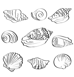 Set seashells outline Royalty Free Vector Image
