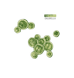 Biological photosynthesis infographic elements Vector Image