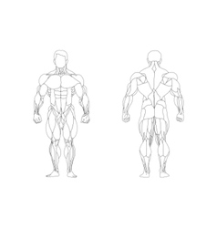 Men body types diagram with three somatotypes Vector Image