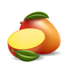 Mango slices realistic Royalty Free Vector Image