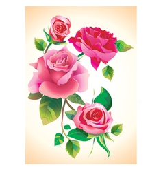 Roses Royalty Free Vector Image - VectorStock