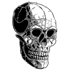 Skull lines Royalty Free Vector Image - VectorStock