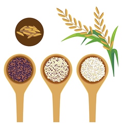 Rice03 Royalty Free Vector Image - VectorStock