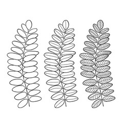 Acacia line art leaves isolated Royalty Free Vector Image