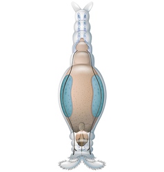 Rotifer Royalty Free Vector Image - VectorStock