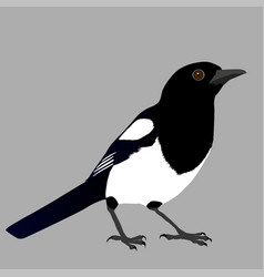 Magpie Royalty Free Vector Image - VectorStock