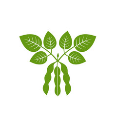 Soybean plant green Royalty Free Vector Image - VectorStock