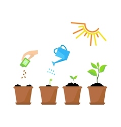 Timeline infographic planting tree process Vector Image