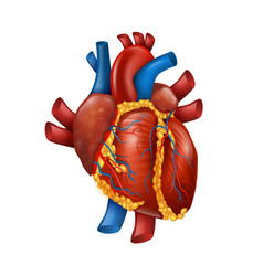 Real biology human heart red Royalty Free Vector Image
